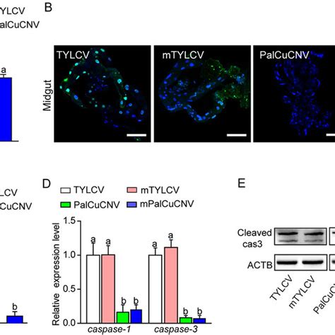Effects Of Apoptosis On Tylcv Accumulation In Whiteflies After Feeding Download Scientific