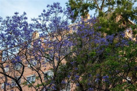 Spring Tree With Purple Flowers Pine And Home Stock Image Image Of Blossom Beautiful