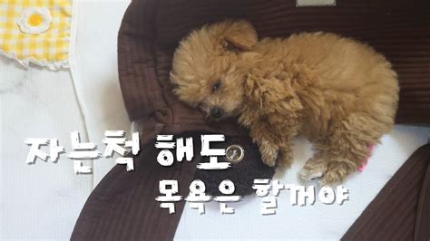 귀여운 아기강아지 목욕 시키기 크림푸들 모모 첫 멍빨 YouTube