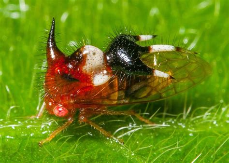 Treehopper Masquerading As A Spider Poppea Capricornis