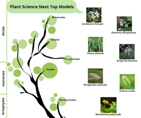 Review Plant Sciences Next Top Models Ann Bot Plantae