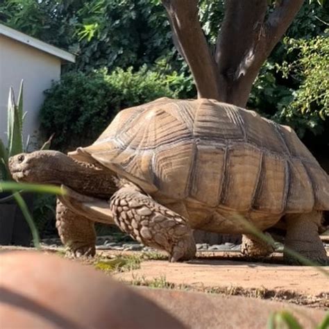 Chibi The Tortoise Youtube