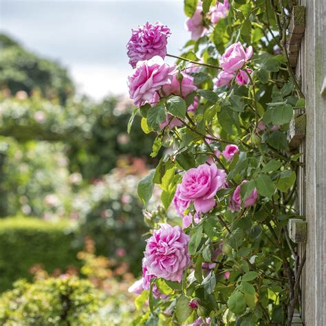 Gertrude Jekyll English Climbing Rose David Austin Roses