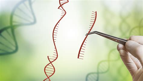 Minimizing Crispr Off Target Effects Zymo Research