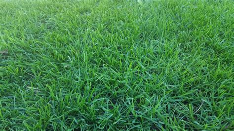 Is Your St Augustine Grass Turning Yellow What Are The Causes And