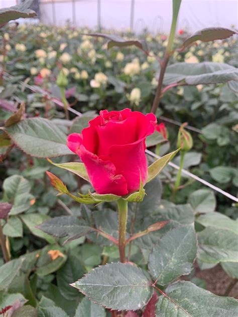 ვარდის ვარდის ნერგები ქარელის რ ნი ზემო ხვედურეთი