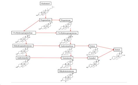 The Synthesis Of Sex Hormones From Their Precursor Cholesterol