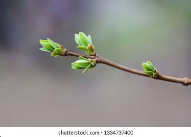 1 993 928 Leaves And Buds Images Stock Photos Vectors Shutterstock