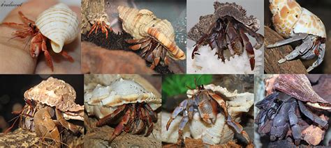 [사육자료] 육지소라게 품종 [land Hermit Crab] 네이버 블로그