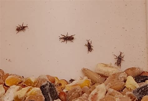 How To Get Rid Of Bugs In Bird Seed At Cooper Nickle Blog