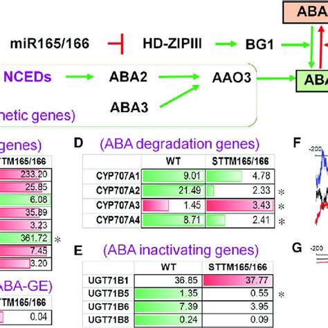 Enhanced Expression Of Aba Biosynthetic Pathway Genes Resulted In Aba