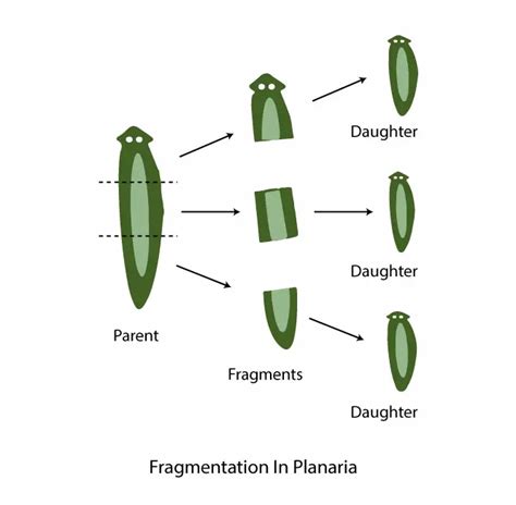 fragmentation definition steps importance advantages