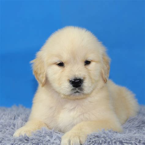 金毛寻回犬 金毛犬 编号10088003 宝贝它