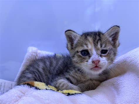코리안숏헤어 조랭이 토이브리티쉬숏헤어입양 토이스코티쉬폴드입양 토이러시안블루입양 토이강아지입양 토이고양이입양 오드아이먼치킨무료분양 오드아이랙돌무료분양 오드아이브리티쉬숏헤어무료