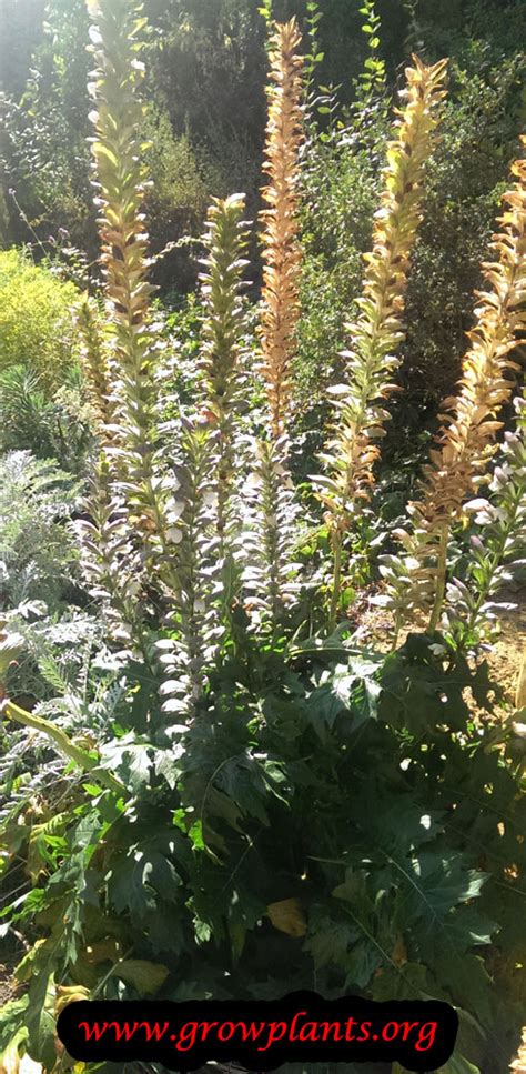 Acanthus Mollis How To Grow And Care