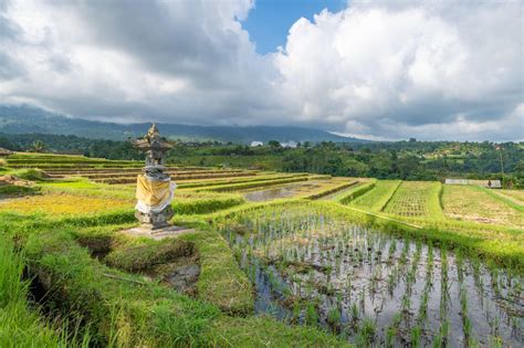 The Wonders Of ‘subak Irrigation System