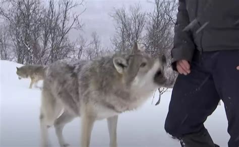 Wild Moment Steve Backshall Is Bitten By Wolf As Camera Crew Get Too Close Filming Documentary