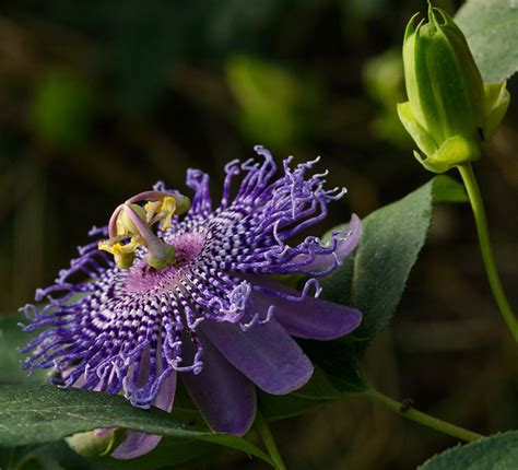 Passiflora Grassy Knoll Plants Passiflora Grassy Knoll Plants