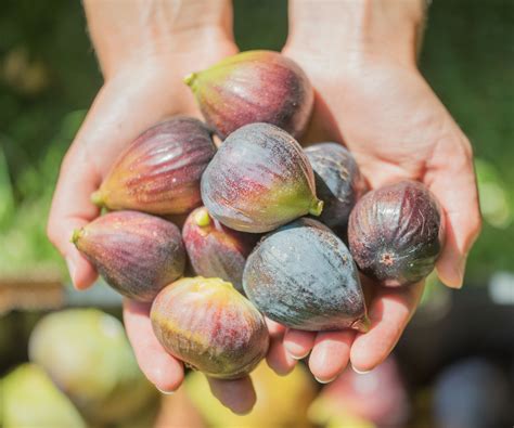 Fig Growing Mistakes Plus Our Expert Tips For Honeyed Fruits Homes And Gardens