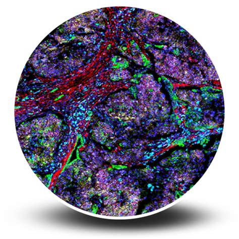 Multiplexed Co Detection Of Mrnas And Proteins Using Rnascope Ish With Imaging Mass Cytometry
