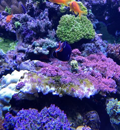 Managing Tissue Necrosis Reef Builders The Reef And Saltwater