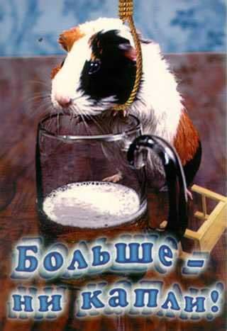 Пиво! Фотографии животных с пивом