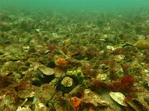 Huge Restored Reef Aims To Bring South Australias Oysters Back From