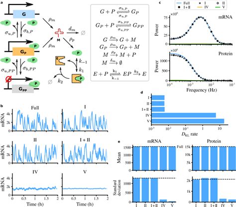 Comparison Of Different Reductions For The Oscillatory Gene Network