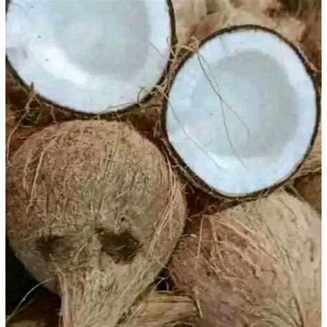 Jual Kelapa Santan Mini Super Shopee Indonesia