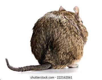 Mouse Back View Images Stock Photos Vectors Shutterstock