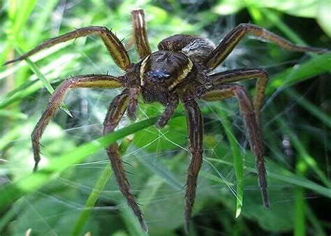Паук — рыбак (лат. Dolomedes triton)