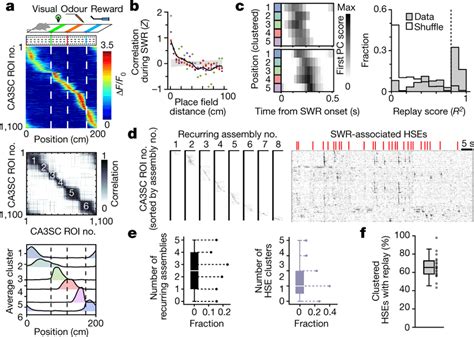 Replay Of Sensory Cue Driven Cognitive Maps In Ca3scs A Top Schematic