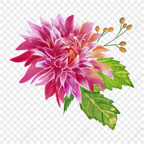 수채화 일러스트 꽃 달리아 일러스트잎꽃들꽃잎식물 Png 일러스트 무료 다운로드 Lovepik
