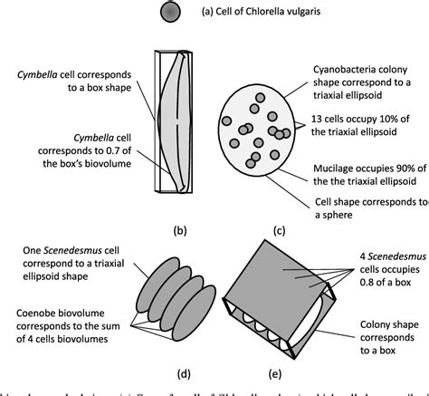 Figure 1 From A Trait Database For Phytoplankton Of Temperate Lakes Numerical File Semantic