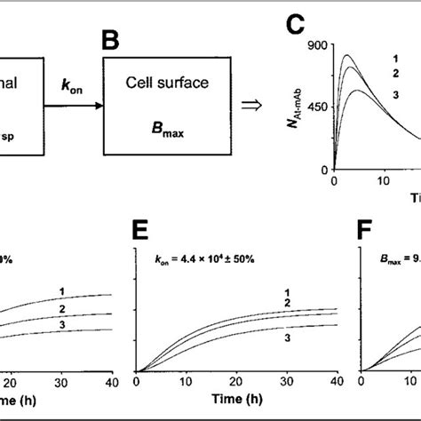 schematic illustration of dynamic compartment model and cumulated