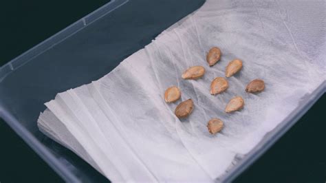 9 Seed Cold Stratification Mistakes What Not To Do