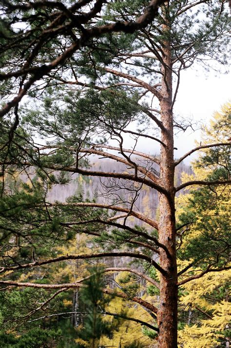 집 밖의 가을 경치 계절 고독 고립된 고요한 고요한 장면 광야 구름 나무 녹색 농촌의 높은 레저 무인도의 버려진 삼림지대 상록 나무