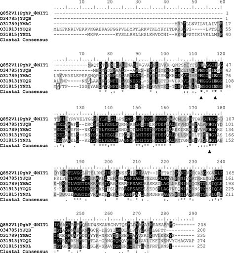 Clustal Alignment Of B Subtilis Gene Products Showing Similarity To