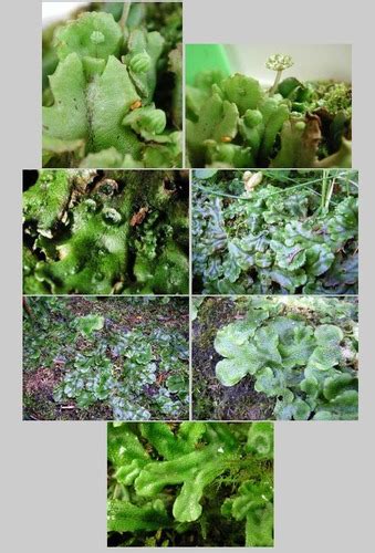 Bio 130 Plant Id Exam Flashcards Quizlet