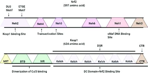 Structure Of Nrf2 And Keap1 Download Scientific Diagram