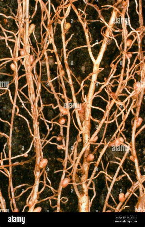 Macrophotograph Of Root Nodules On The Roots Of White Clover Trifolium Repens Caused By The