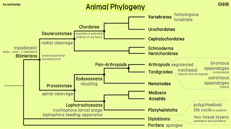 Animal Phylogeny