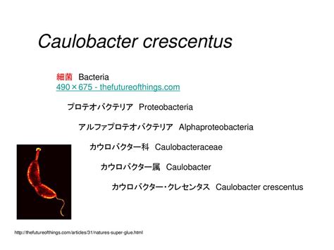 Caulobacter Crescentus Ppt Download
