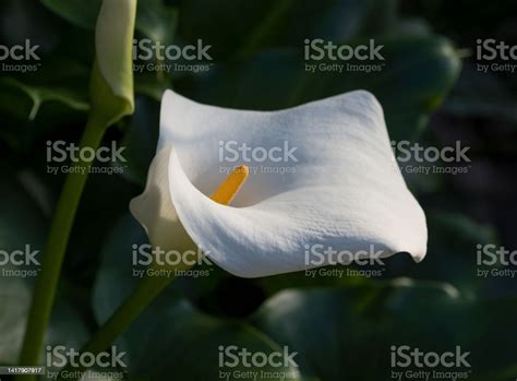 매크로의 칼라 백합 또는 식물 릴리zantedeschia Aethiopicaleaves 선택적 초점 녹색 배경 흰색 꽃 머리에서 피를 닫습니다 개화기에 대한 스톡 사진 및