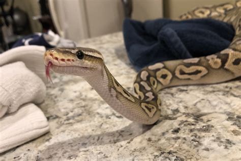 Cute Ball Python