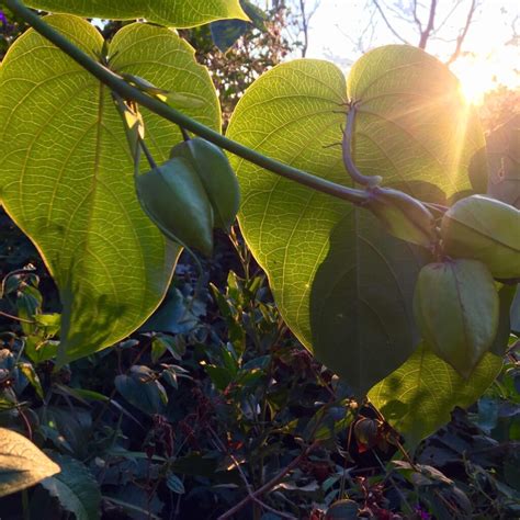 Granadilla Passiflora Ligularis Sierra Y Cielo