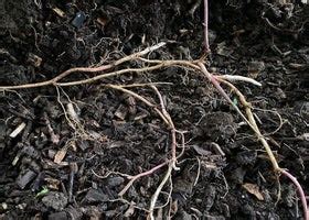 Bindweed Identification And Control Rhs Advice