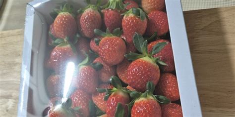 올해 첫 딸기 에펨코리아