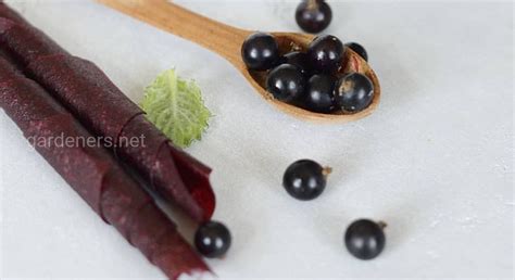 Корисний перекус для всієї родини Сад и Огород