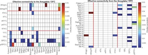 Figure 1 From Human Amygdala Compared To Orbitofrontal Cortex Connectivity And Emotion